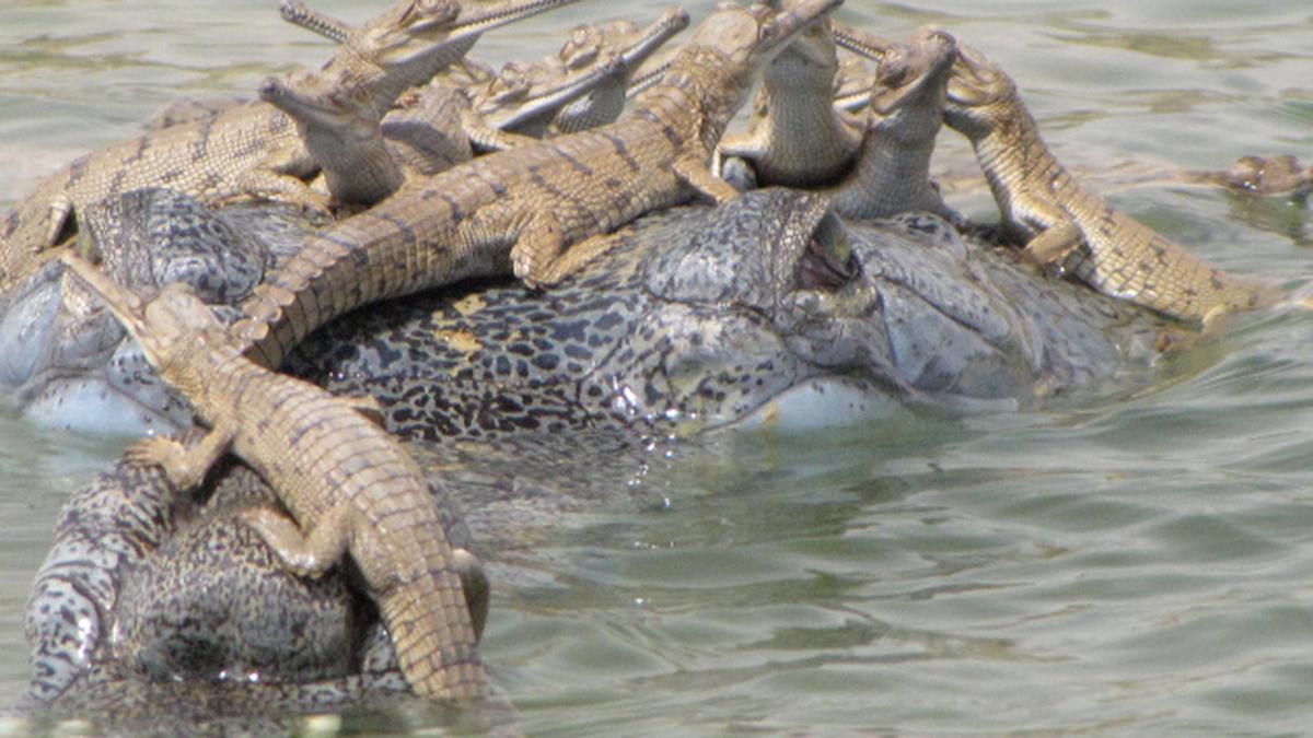 Fatherly love - The Hindu