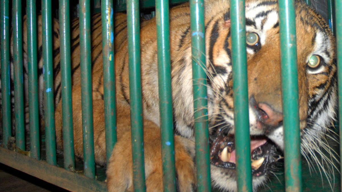 Where captured wild tigers spend the rest of their lives - The Hindu