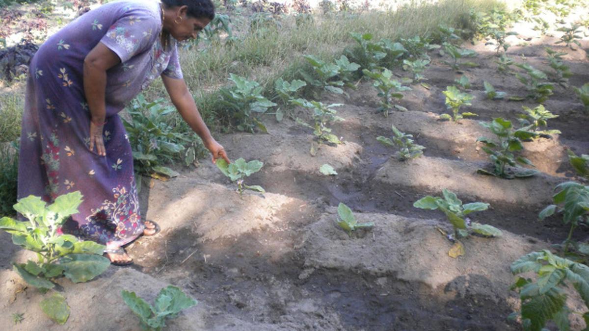 Udupi’s brinjal growers in distress - The Hindu
