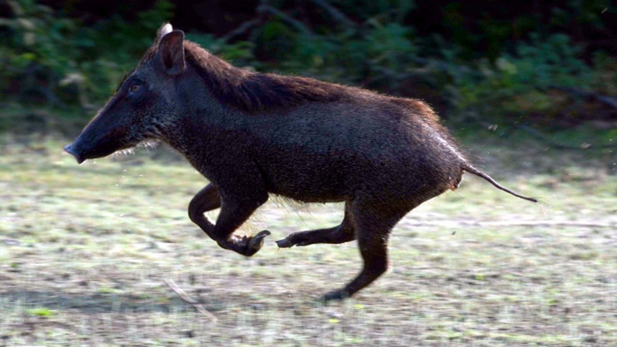 Wildlife census begins at Point Calimere sanctuary - The Hindu