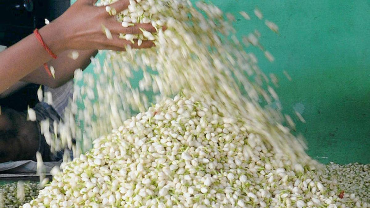 Ramnad farmers seek GI tag for their ‘Madurai Malli’ plants - The Hindu