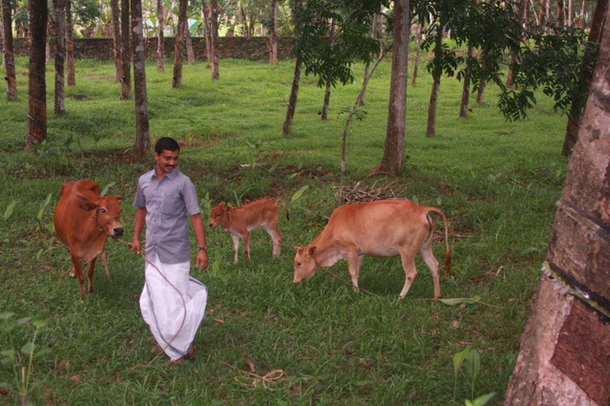 Saving the Cheruvally cattle breed - The Hindu