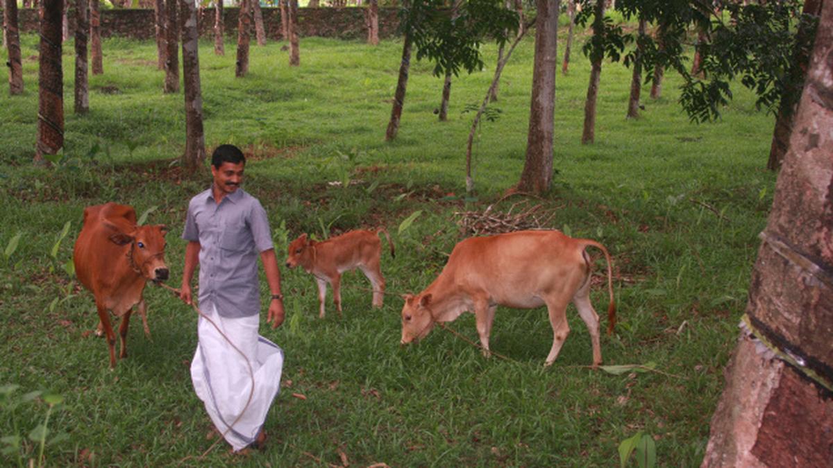 Saving the Cheruvally cattle breed - The Hindu