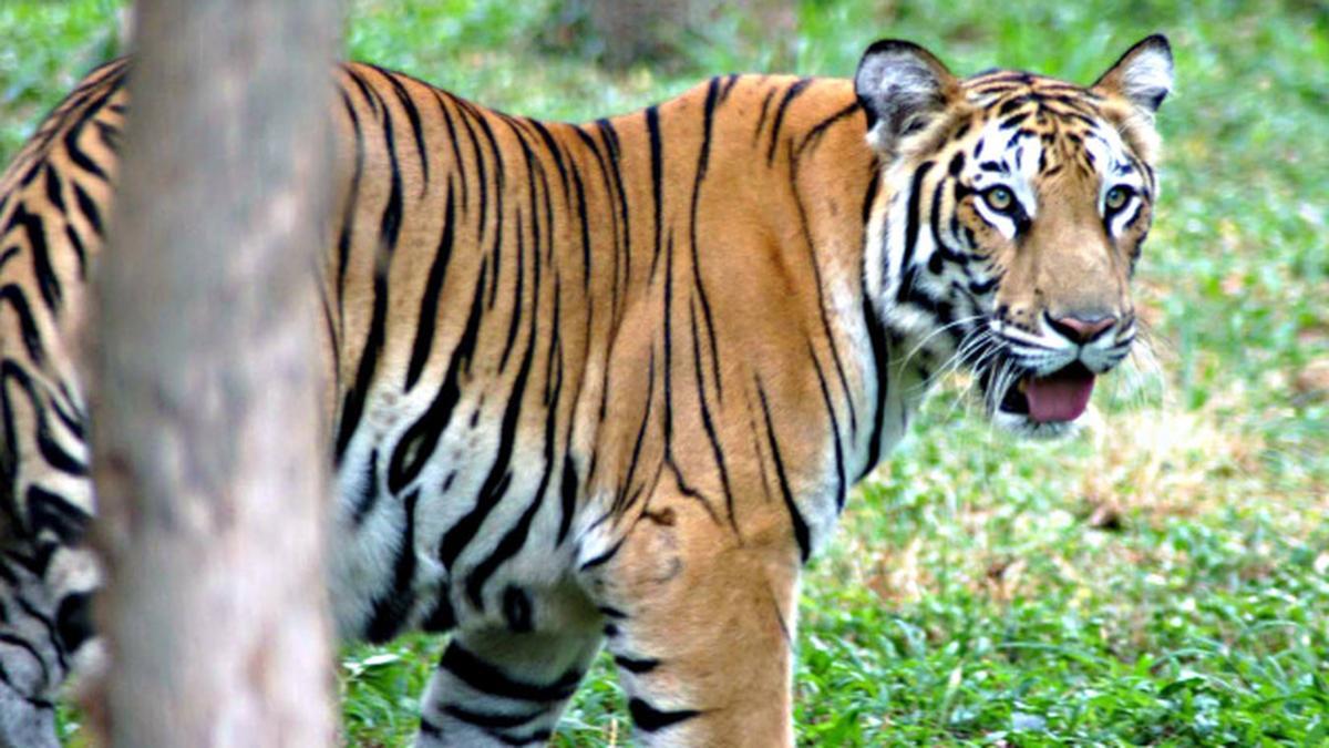 Second phase of tiger census to have camera-trapping - The Hindu