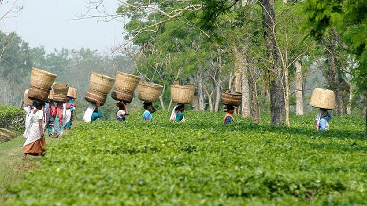 Tea board approves mini, micro factories by small tea growers - The Hindu