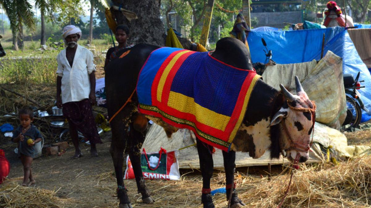 Gangireddu makes appearance for Sankranti - The Hindu
