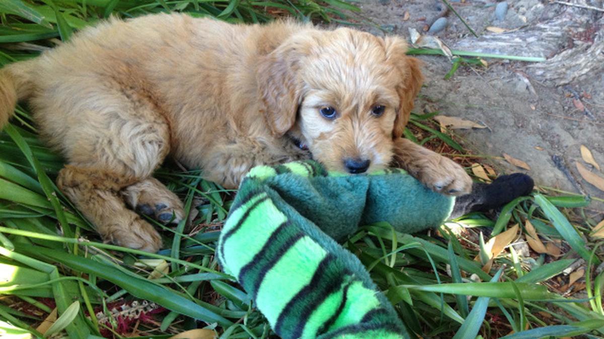 A dog named Pixie - The Hindu