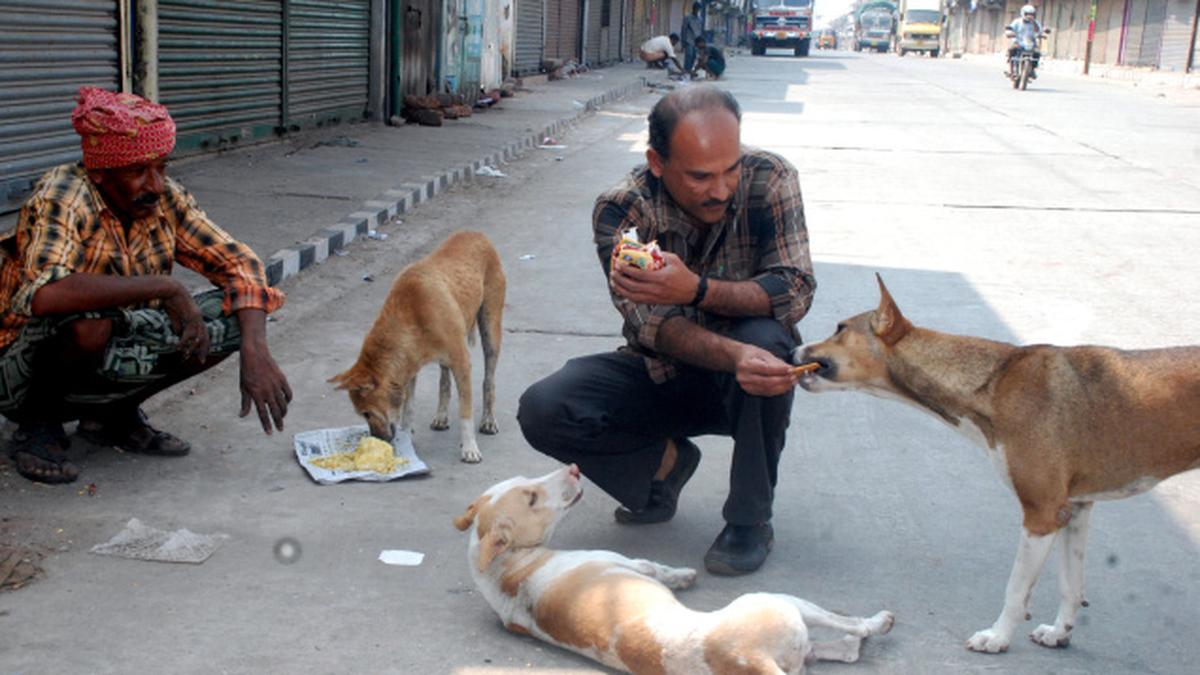A place where stray dogs are loved, cared for - The Hindu