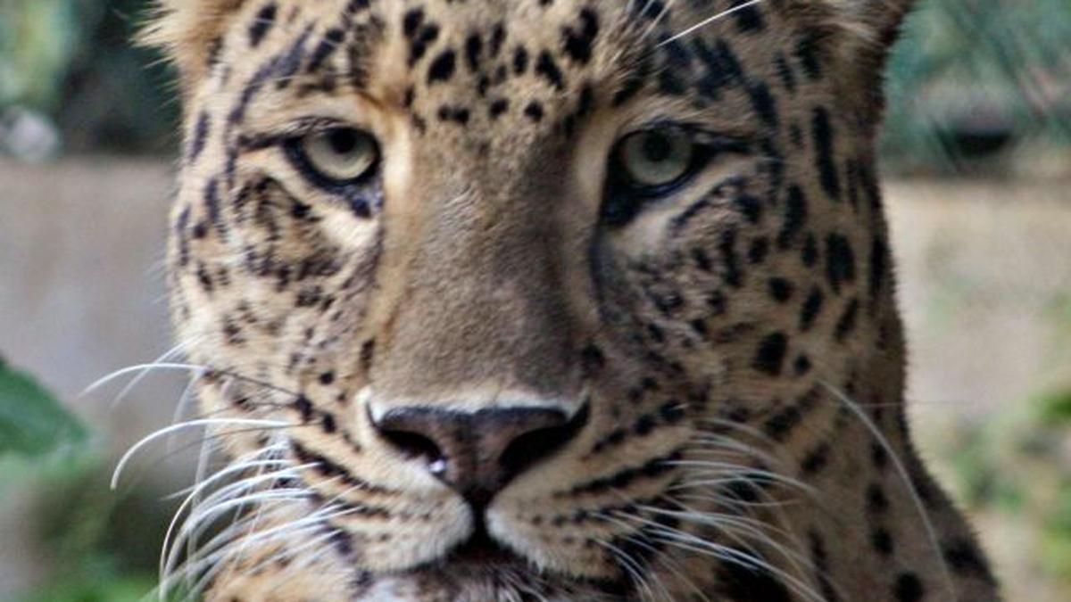 LoC conflicts driving predators toward villages in Kashmir - The Hindu