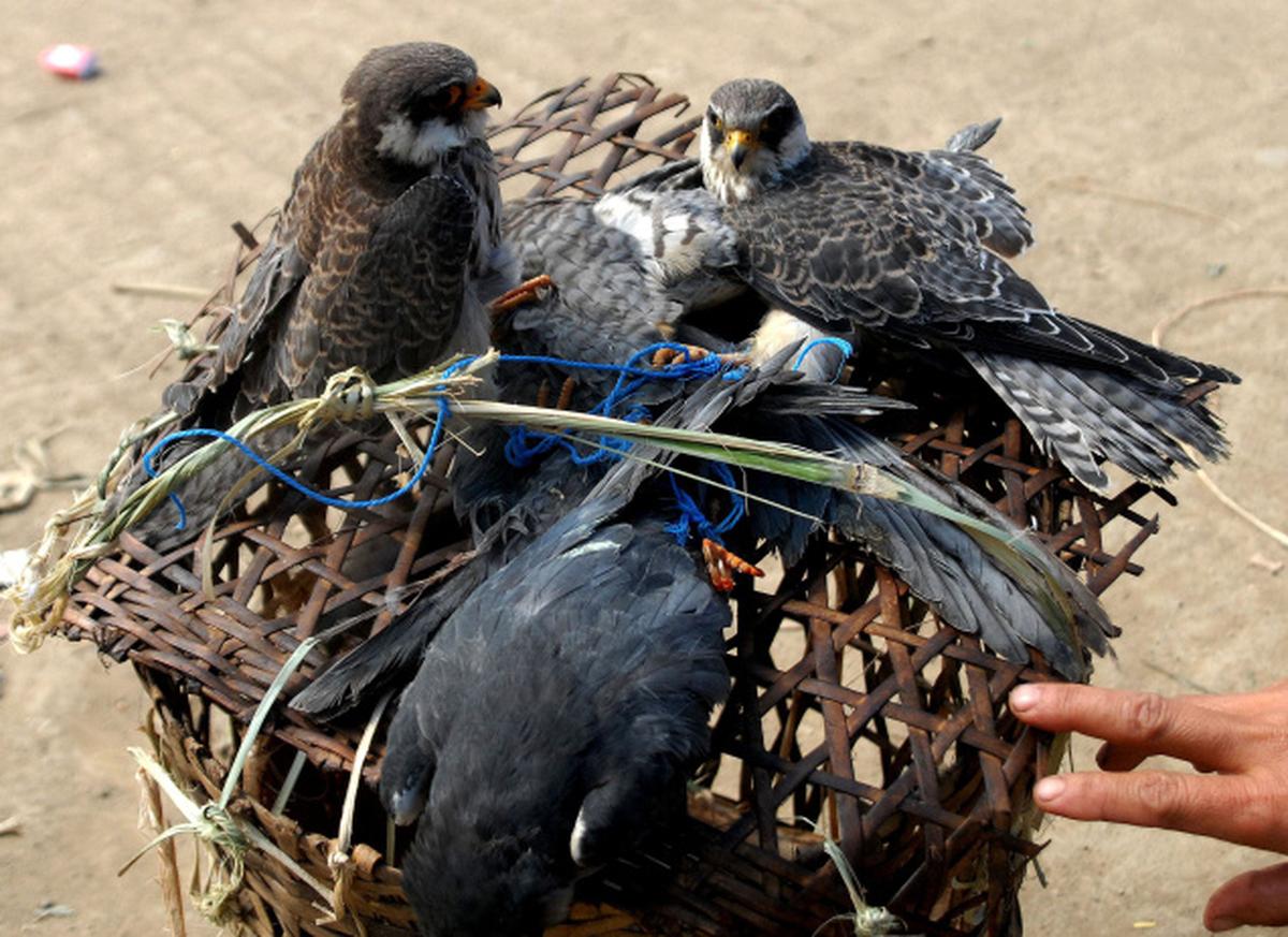 Five-day mission to satellite-track Amur Falcons in Nagaland - The Hindu
