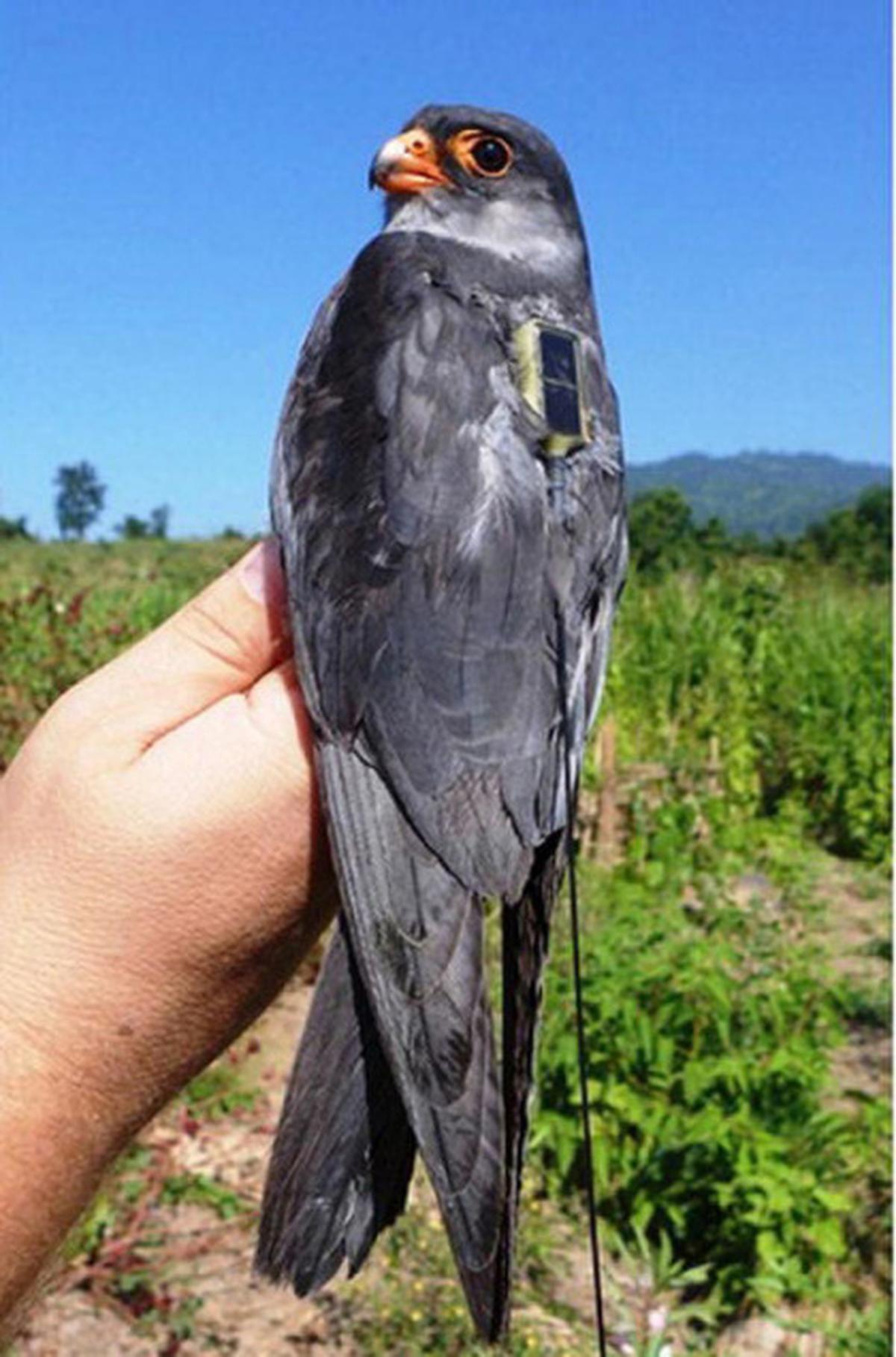Amur falcons, satellite-tagged in Nagaland, tracked over Arabian Sea ...