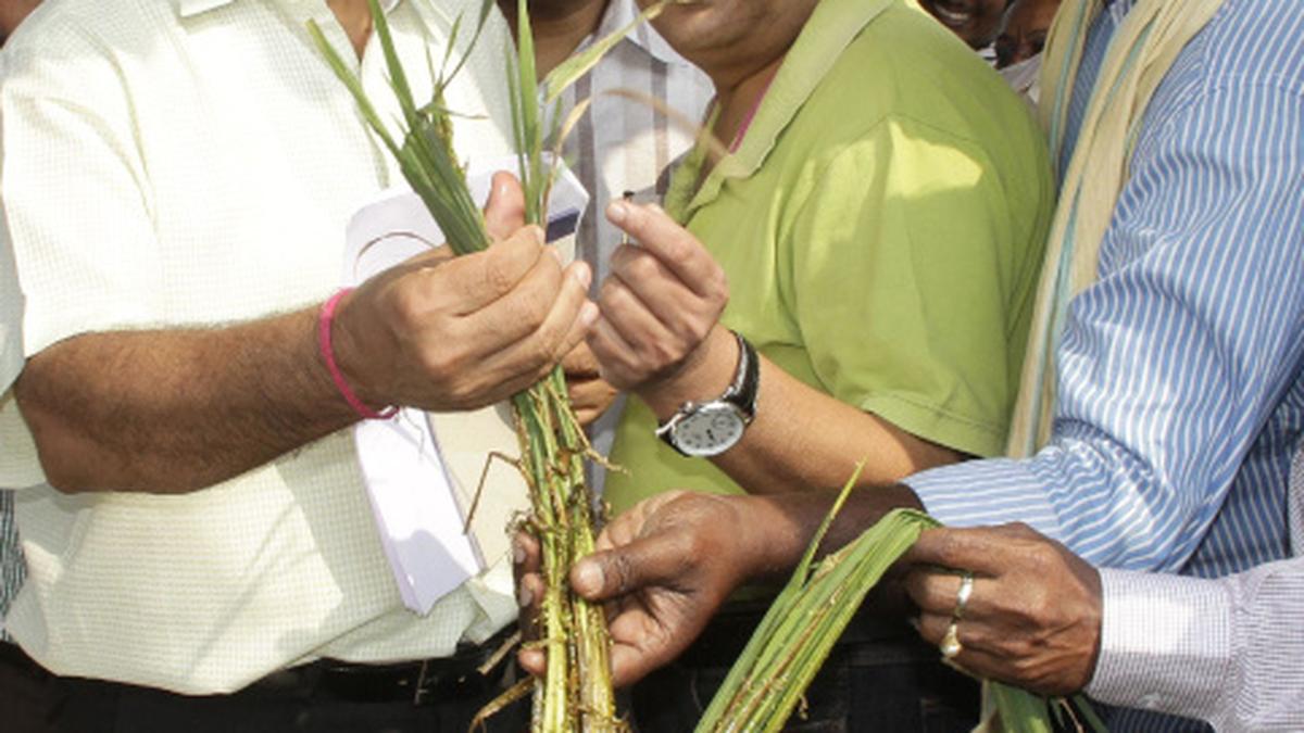 Guntur floods: Decayed crops greet Central team - The Hindu