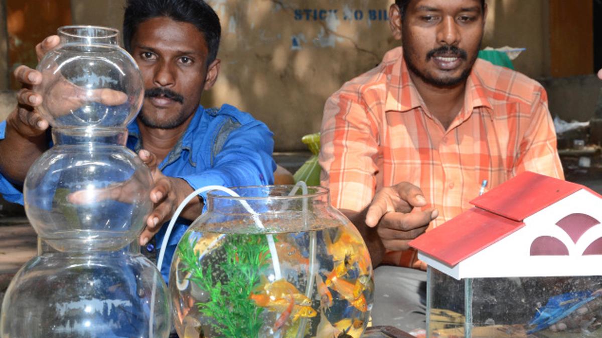 Fish in a bowl - The Hindu