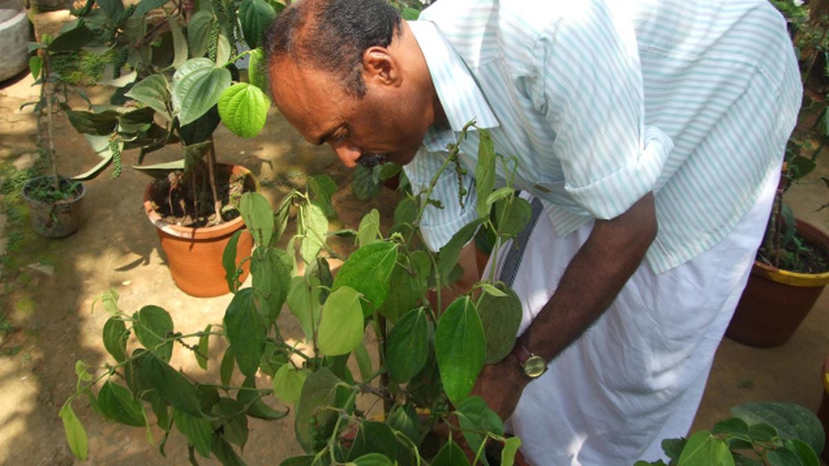 Pepper coils up Alavi’s graft - The Hindu