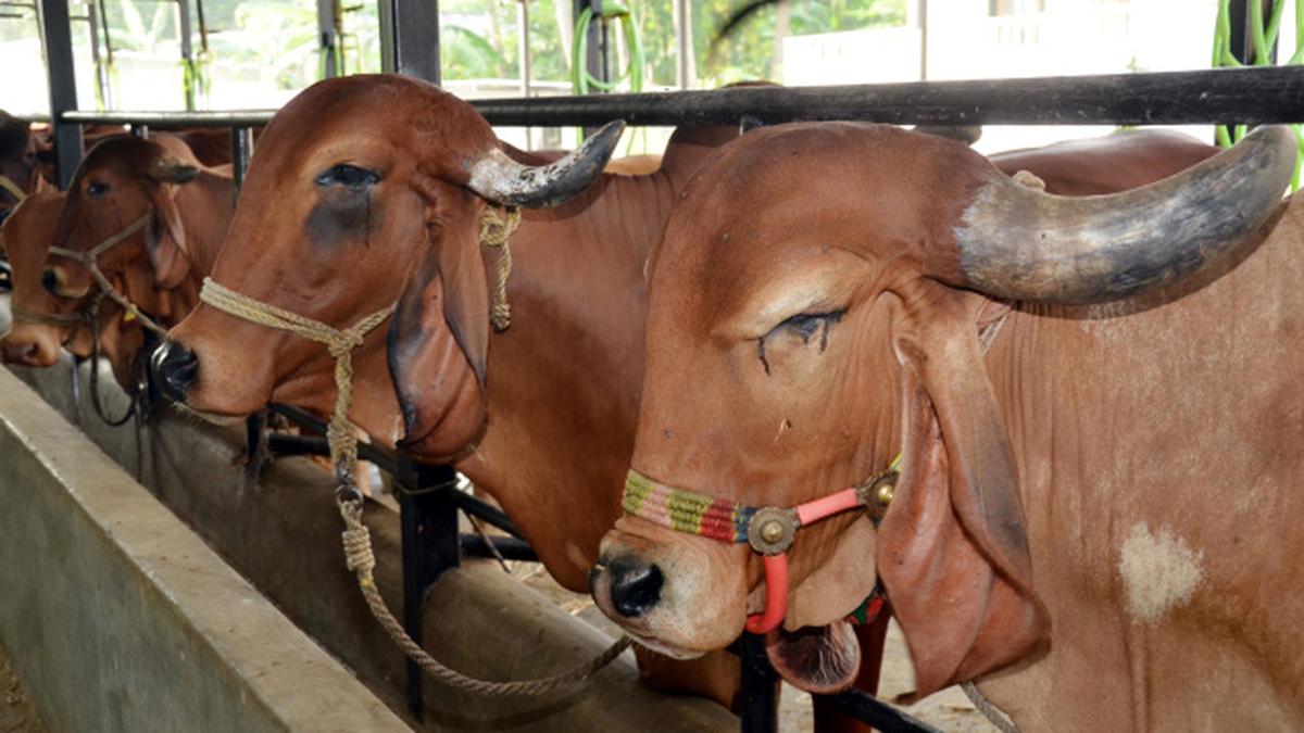 ‘Seemandhra livestock more productive’ - The Hindu