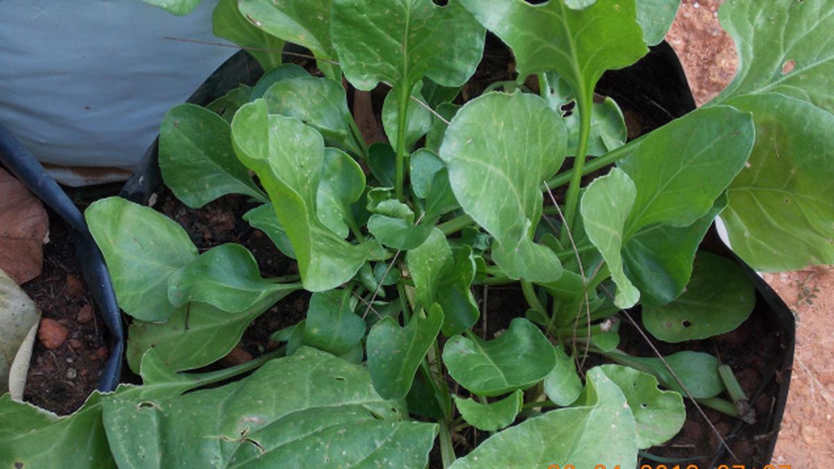 Packed with nutrients - The Hindu