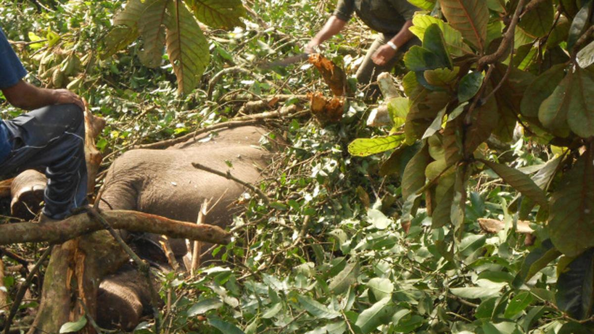 Trapped elephant rescued by forest staff - The Hindu