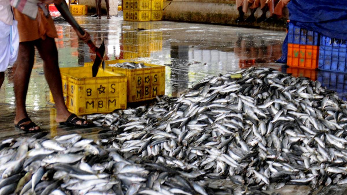 Fish landings in Kerala register a fall - The Hindu