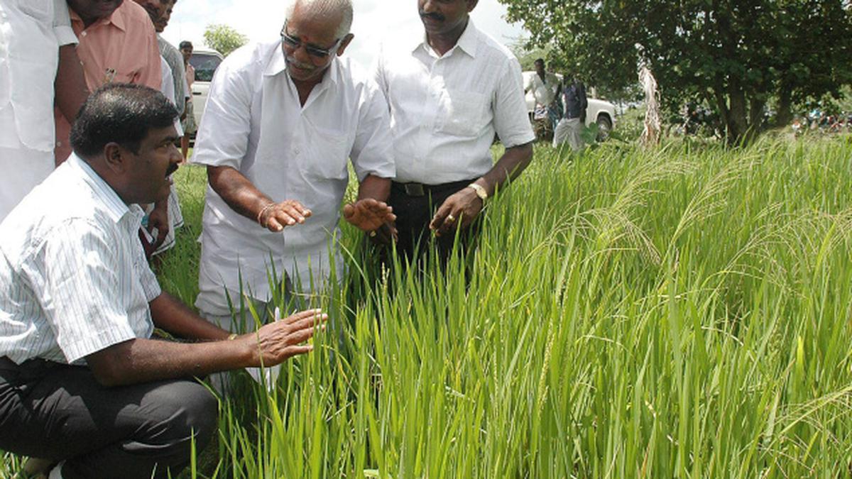 Samba shows signs of withering - The Hindu