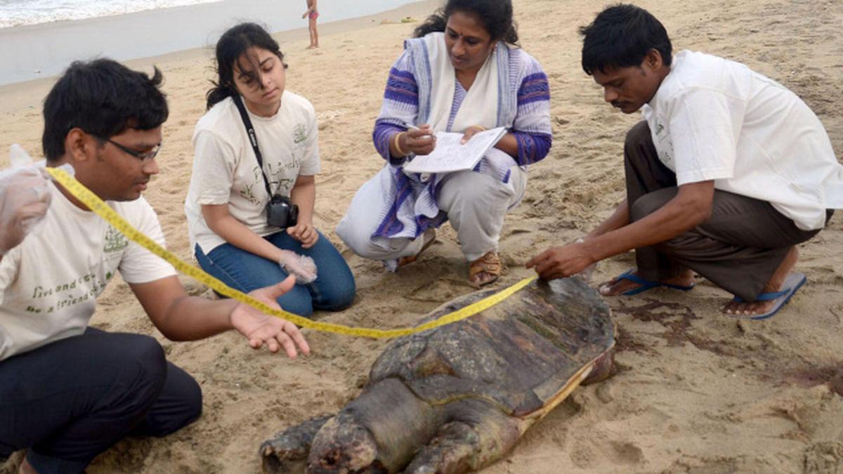 Dead turtle and eel wash up at beach in Chennai - The Hindu