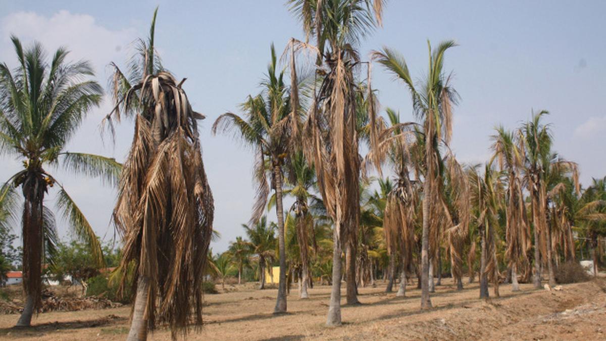 Centre, State to come to coconut growers’ aid - The Hindu