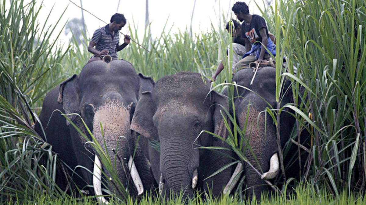Kumkis deployed to chase wild elephants - The Hindu