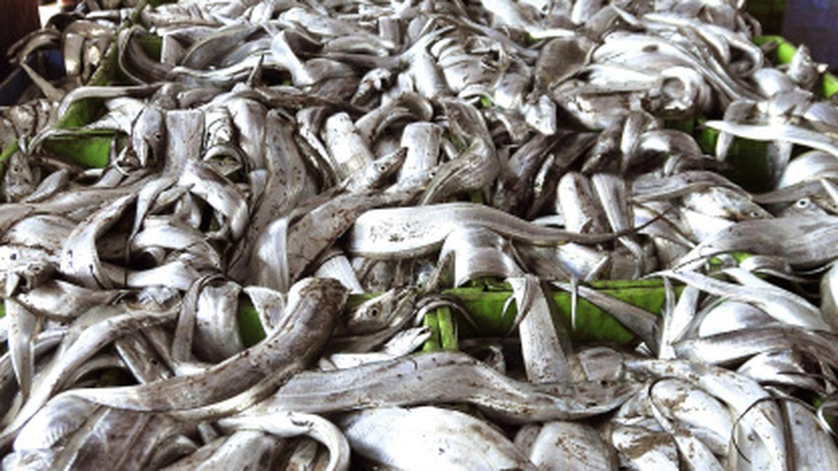 A bountiful harvest of Ribbon fish in Kerala - The Hindu