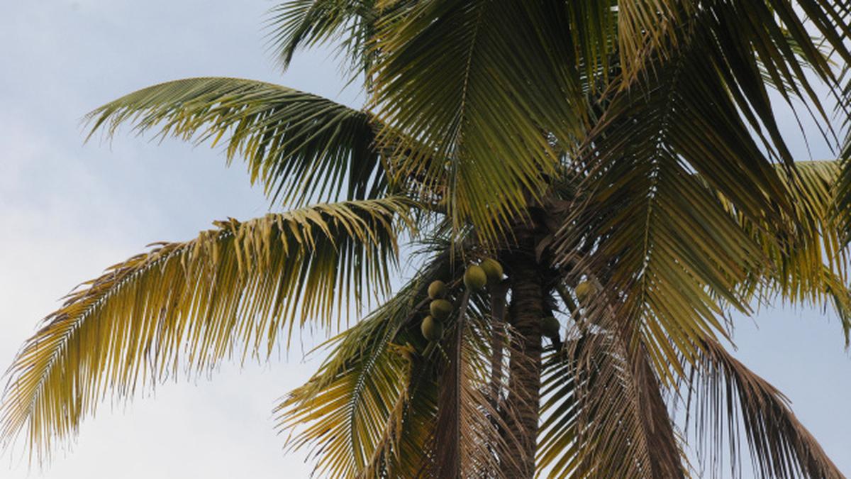 Root wilt disease proves a tough nut to crack - The Hindu