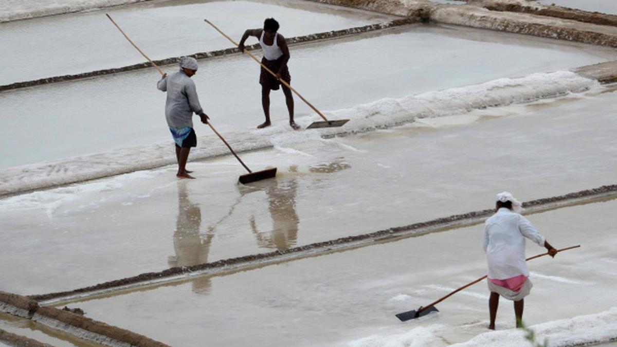 Welfare board sought for Tuticorin salt workers - The Hindu