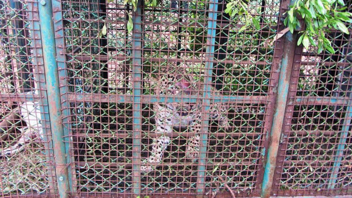 Stray leopard trapped near Perambalur - The Hindu