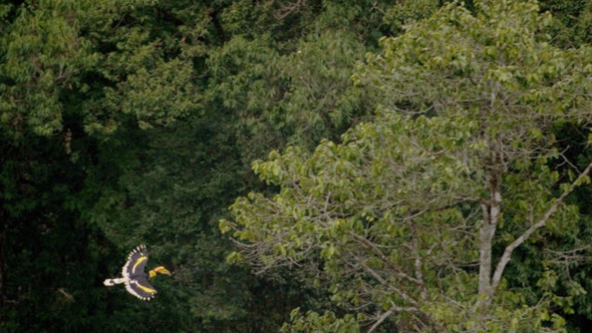 Why do we need rainforests? - The Hindu