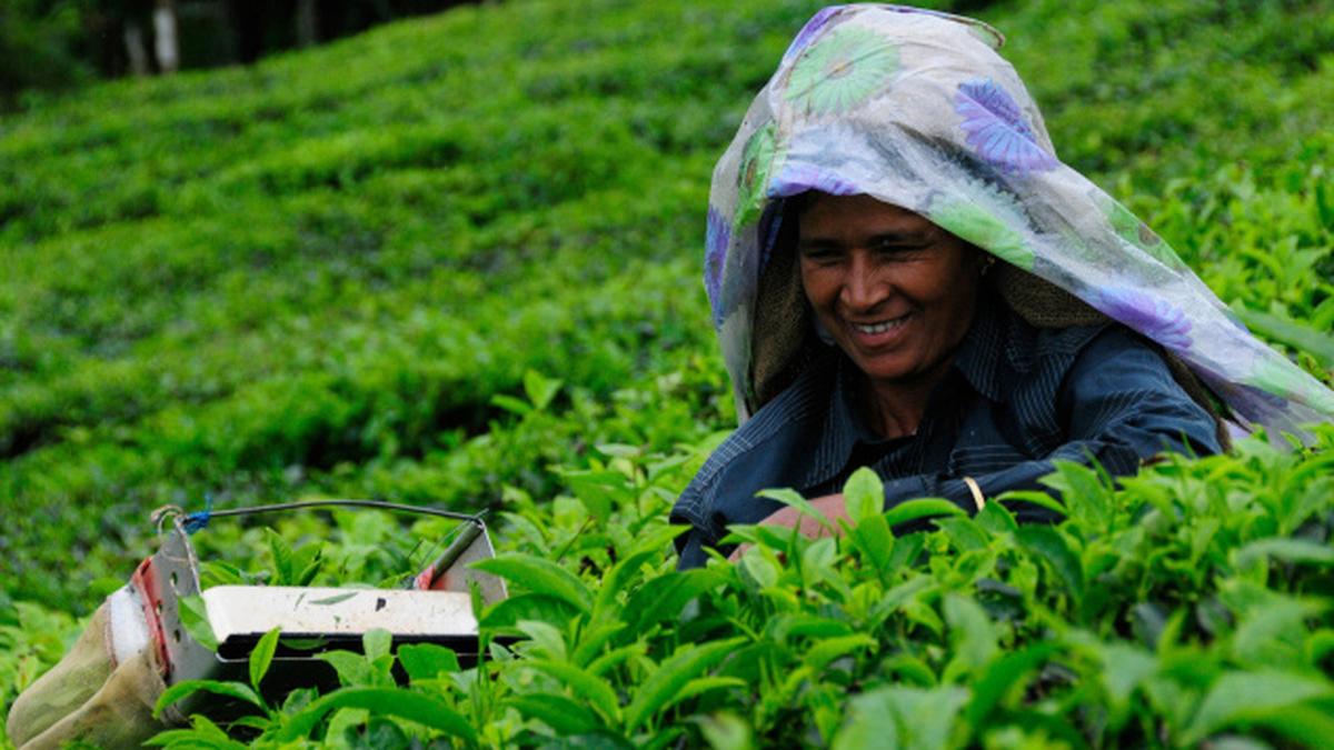 Bumper tea crop in Kenya puts exporters in a fix - The Hindu