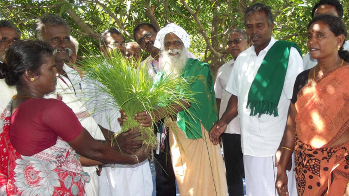Steps on to revive traditional paddy varieties - The Hindu
