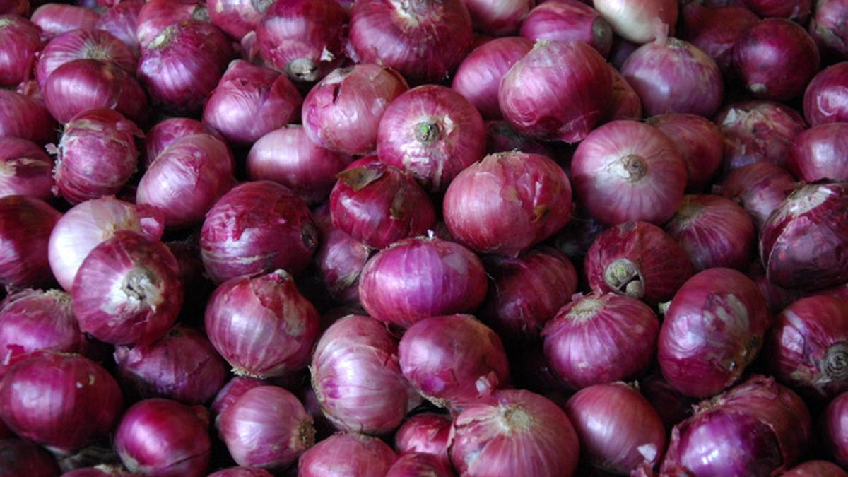 Imported onion arrival brings down wholesale prices - The Hindu