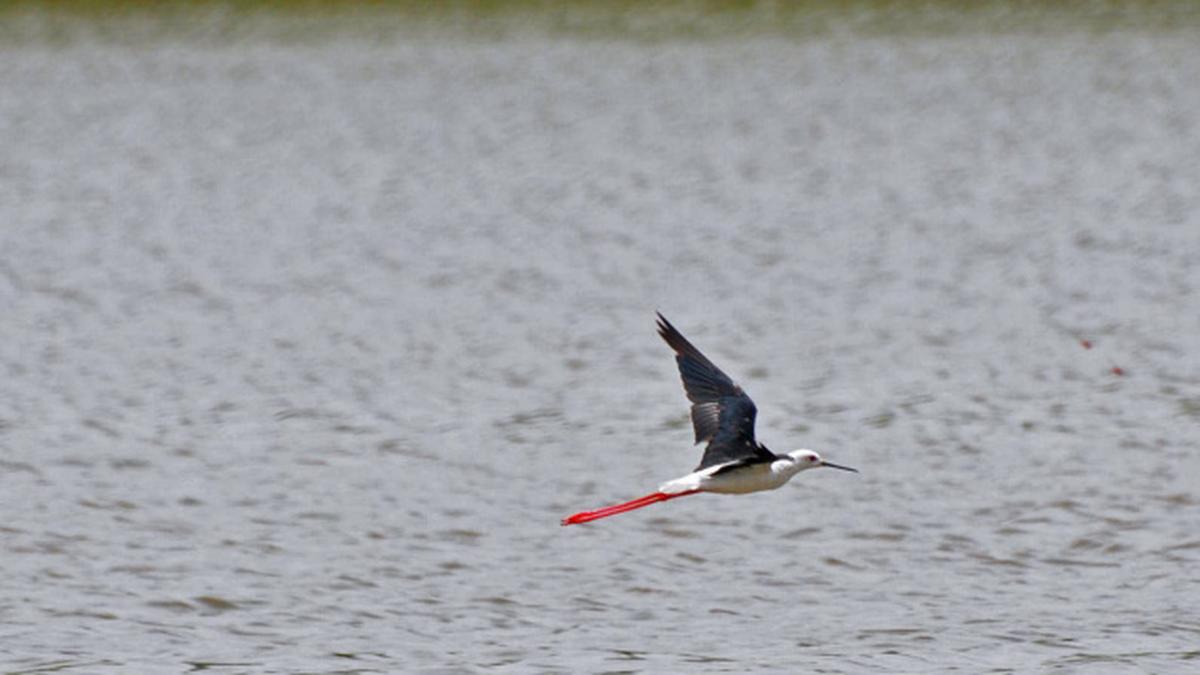 Vellode Bird Sanctuary gets ready to host winged visitors - The Hindu