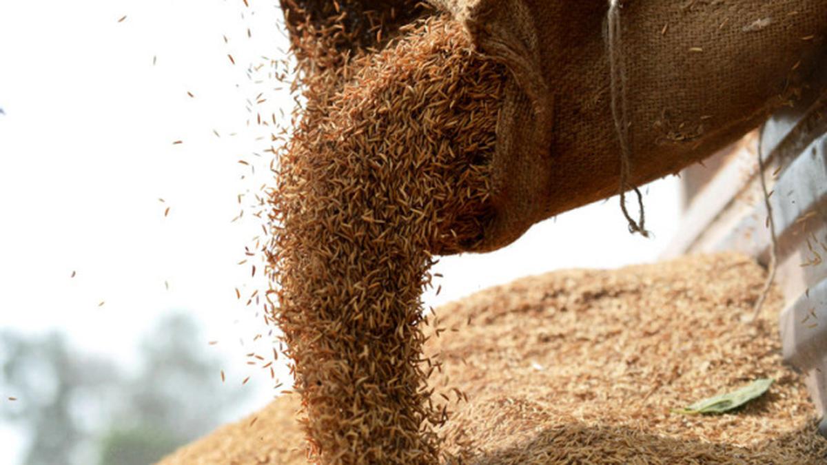 Poor quality grains from Delhi - The Hindu