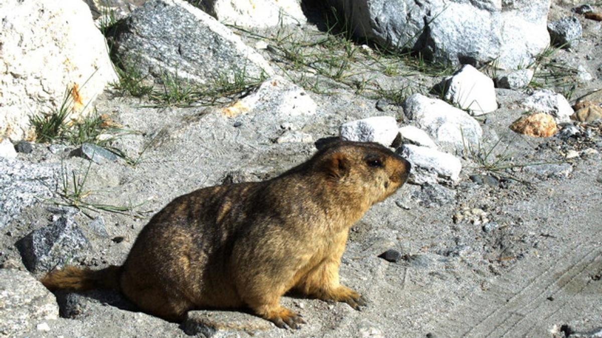 Marmots caught off guard - The Hindu
