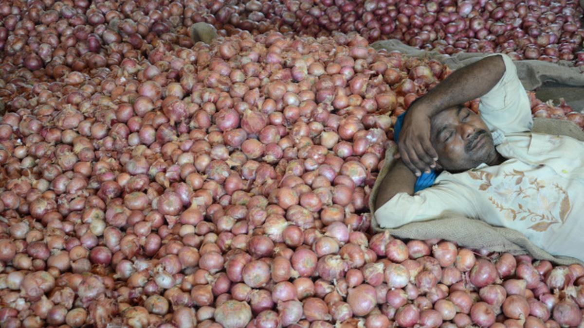 Onion prices come down with new crop arrival - The Hindu
