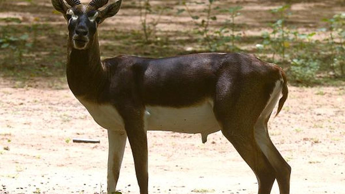 Big boost to blackbuck conservation at IIT-M - The Hindu