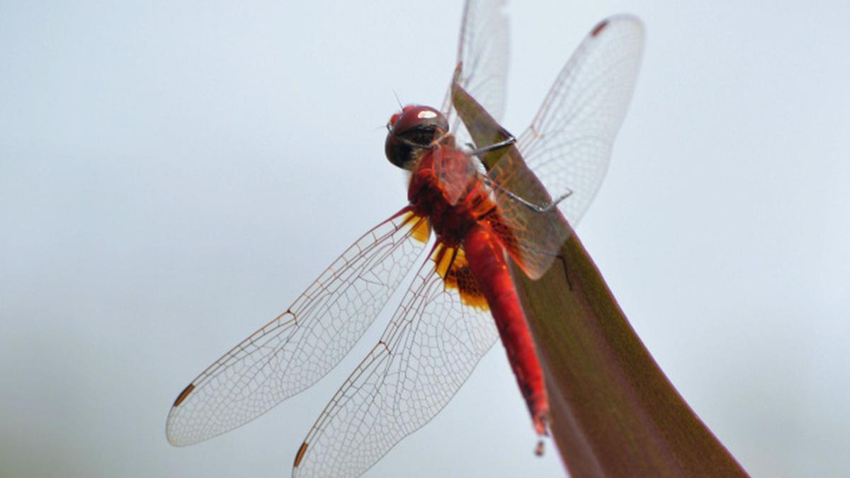 Dragonfly diaries - The Hindu