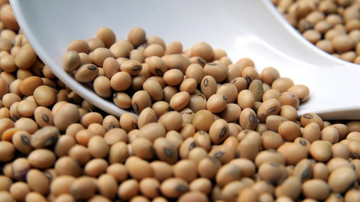 The soy story - The Hindu