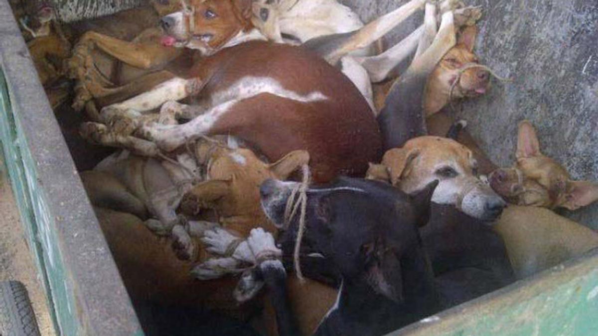 Fate of 23 stray dogs unknown - The Hindu
