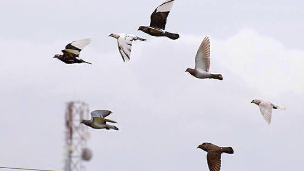 Be an ancient weatherman - The Hindu