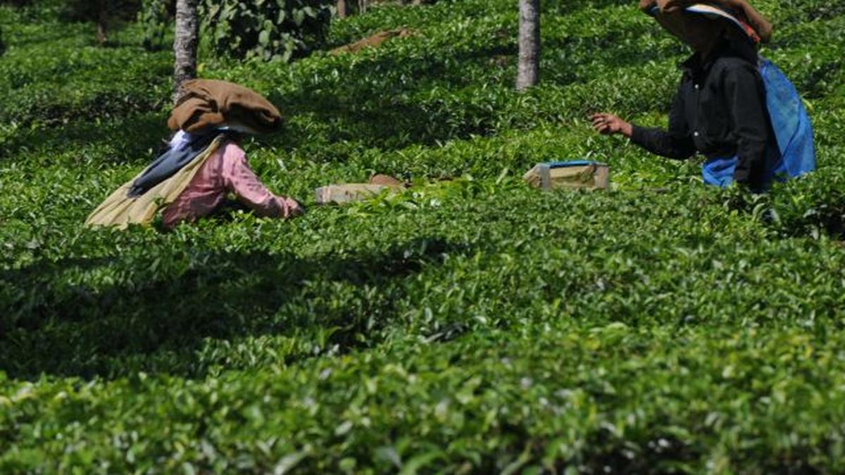 U.S. emerging as a major market for black tea - The Hindu