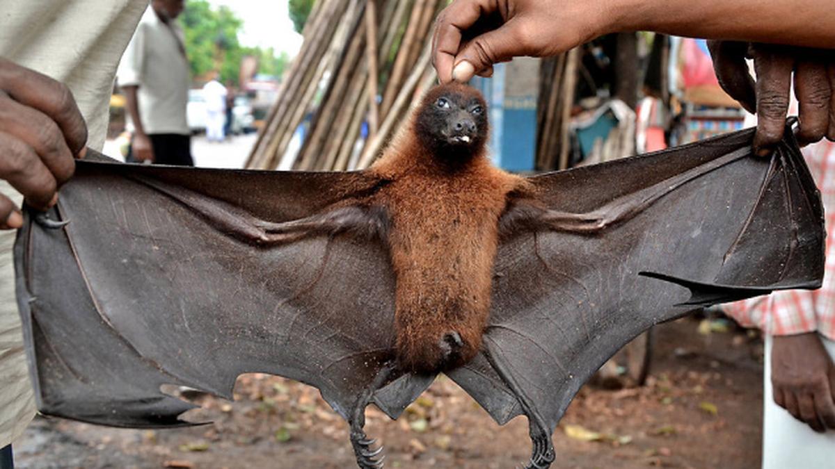Bats hunted for ‘medicinal values’ in Vijayawada - The Hindu