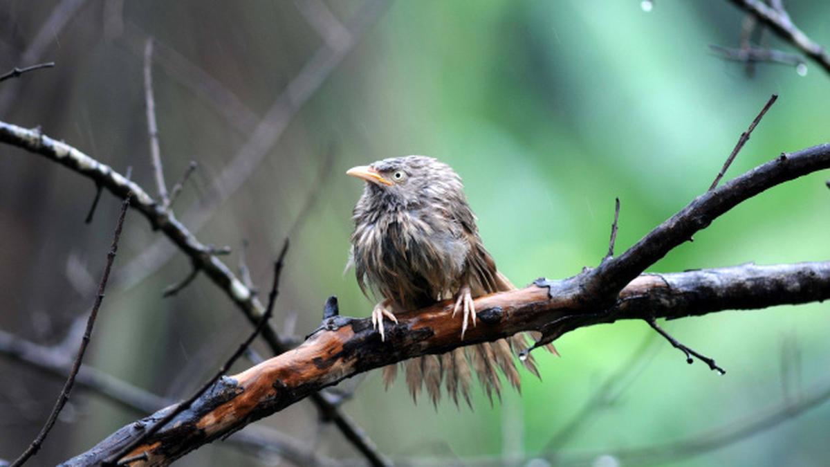 Pitter-patter rain drops… - The Hindu