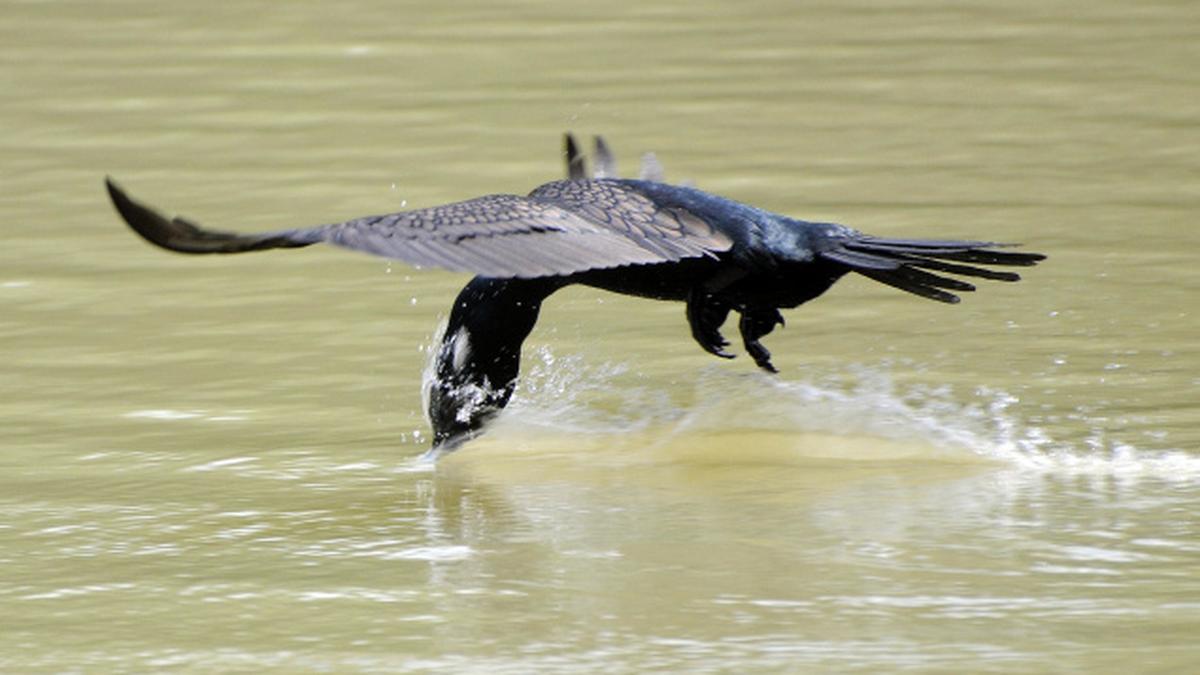 Do insects listen for swooping birds? - The Hindu