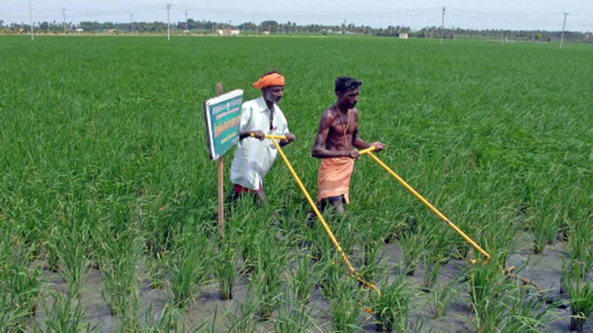 Farmers harvest success from system that needs less water - The Hindu