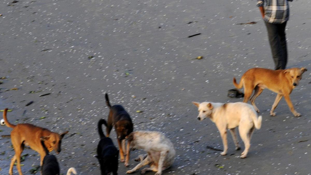 Canine menace dogs civic officials - The Hindu