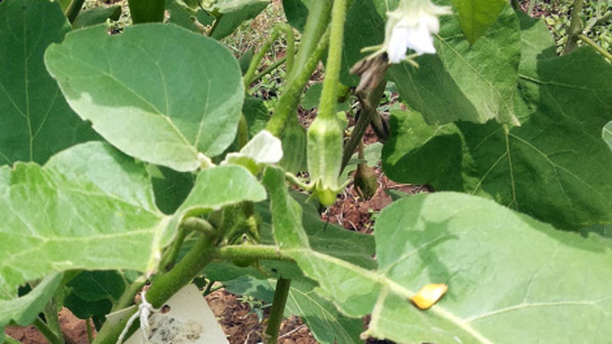 IIHR finds biological method to control pest attack in brinjal crop ...